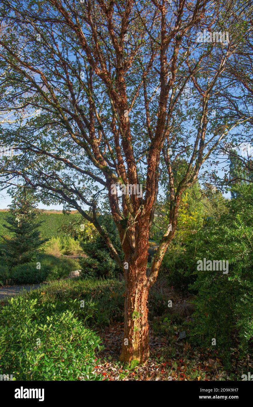 Acer griseum, paperbark japanese maple tree Stock Photo - Alamy
