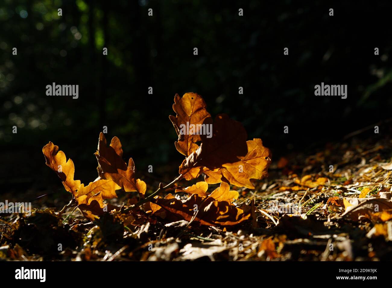 Dead Oak Leaves High Resolution Stock Photography and Images - Alamy