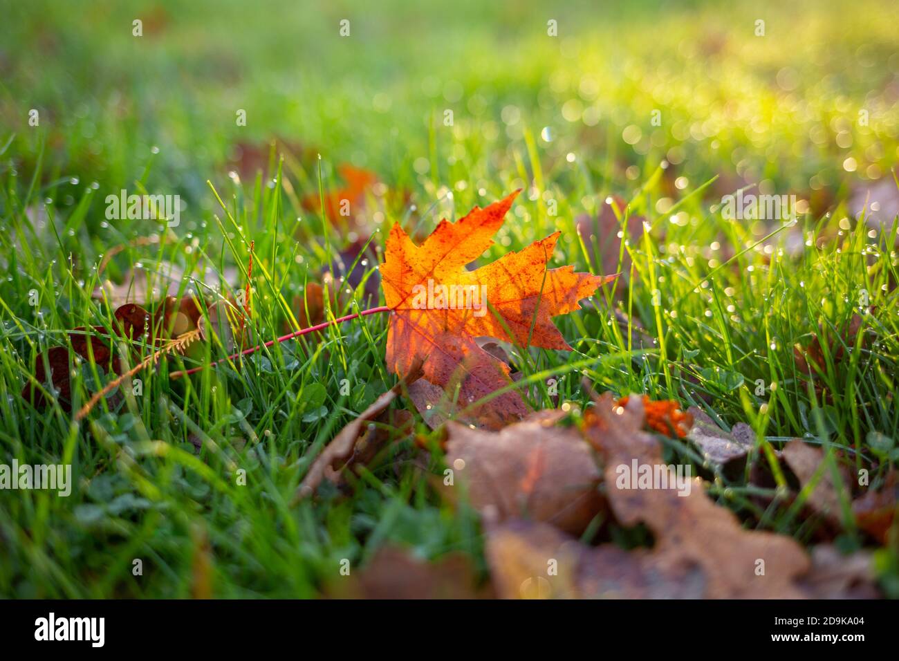 autumn leaf in natural background with bokeh, fall forest nature Stock ...
