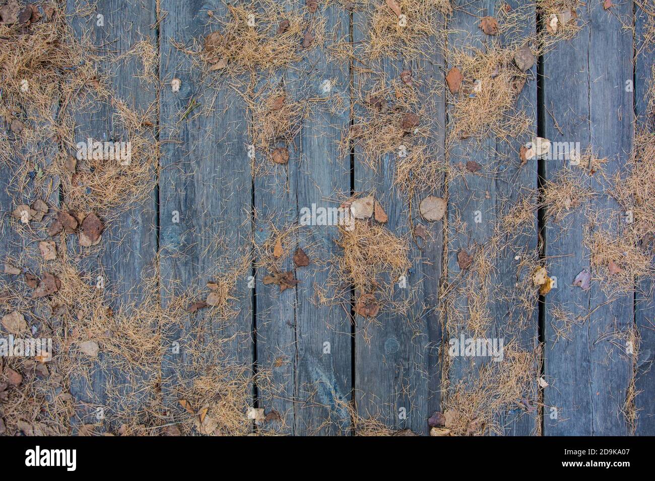 The branches of the fallen spruce texture of The branches of the fallen ...