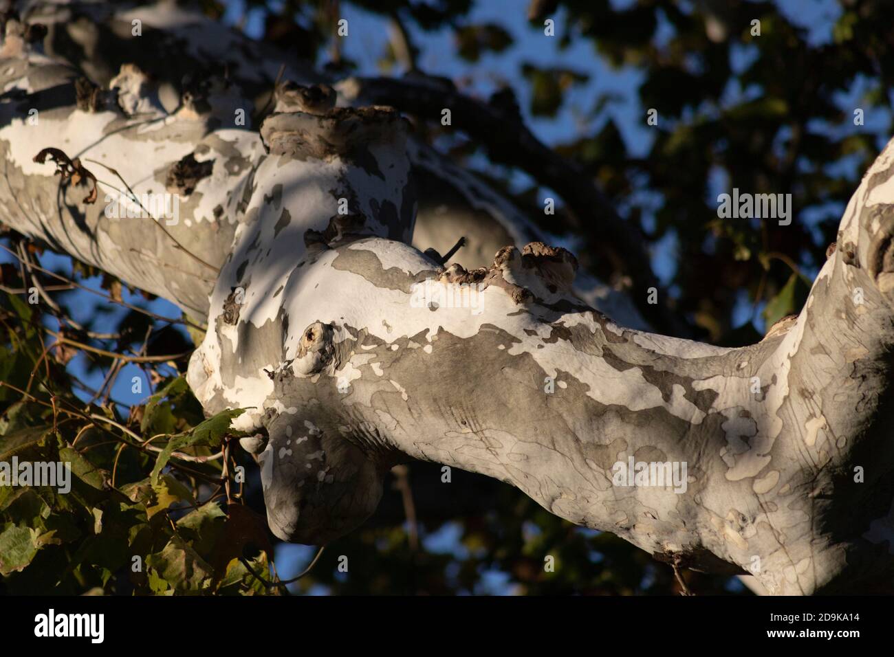 American sycamore platanus occidentalis hi-res stock photography and ...