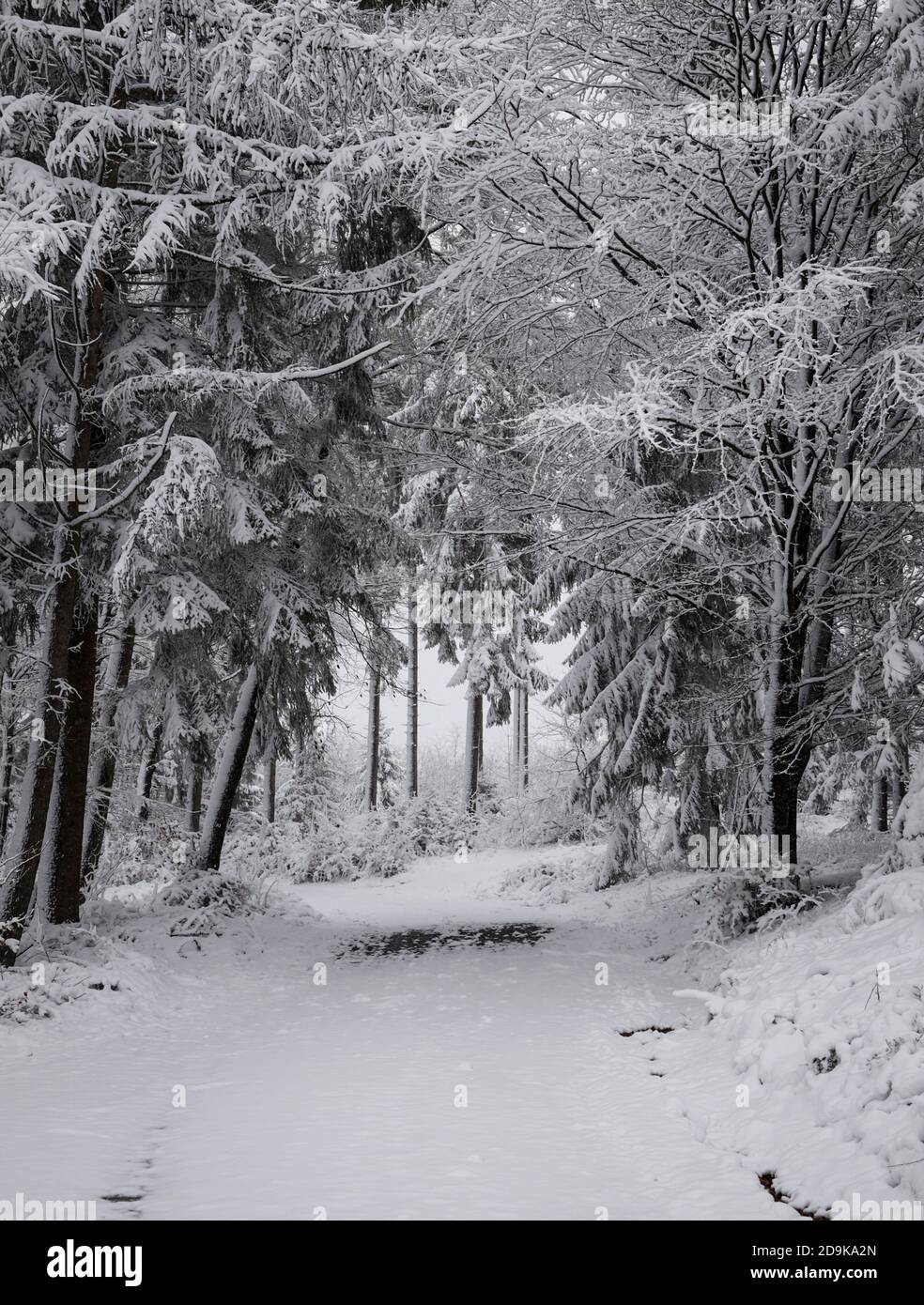 Pathway through trees and forest hi-res stock photography and images ...