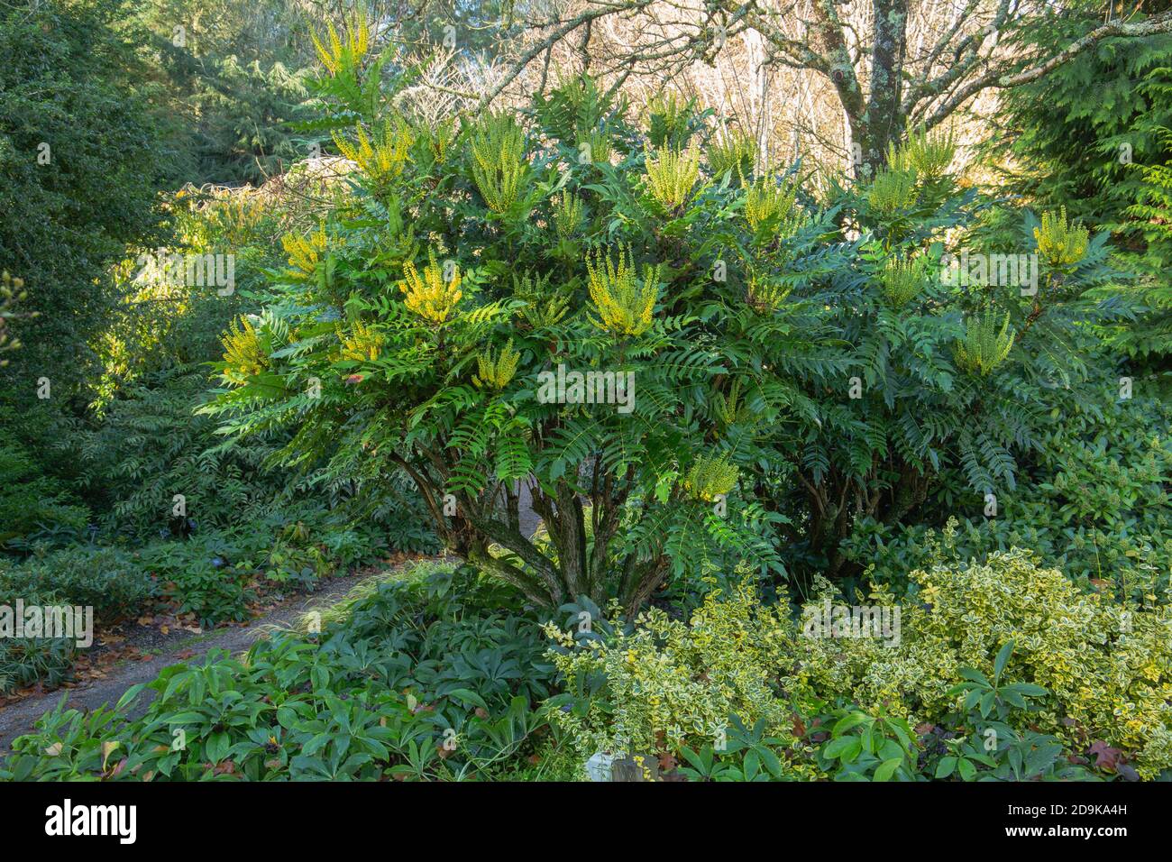 Fragrant yellow flowers of the Mahonia x media, lionel fortescue shrub ...