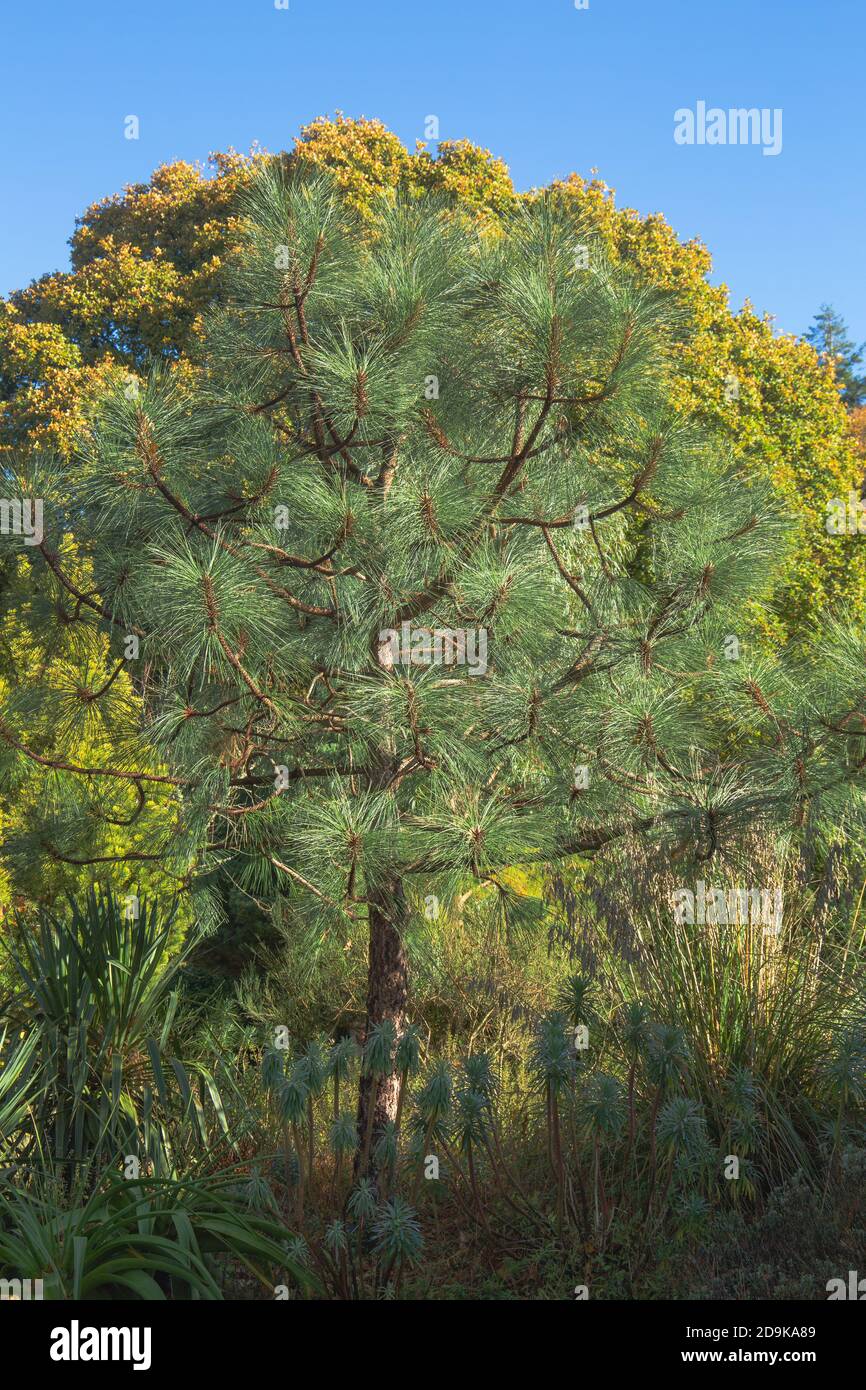 Apache Pine High Resolution Stock Photography and Images - Alamy