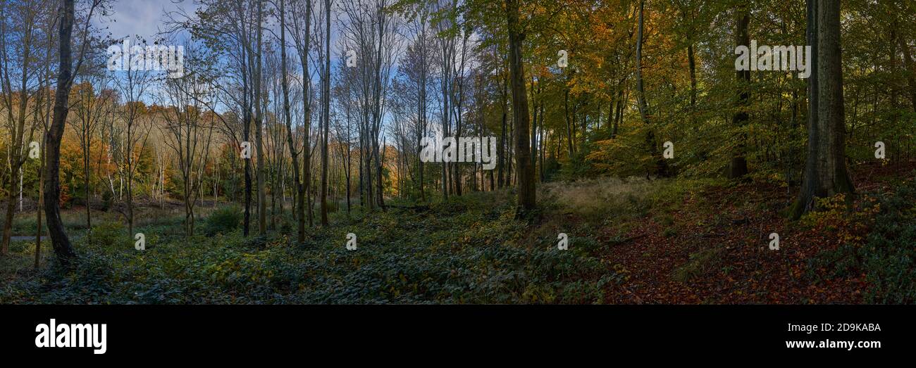 Elm trees panoramic hi-res stock photography and images - Alamy