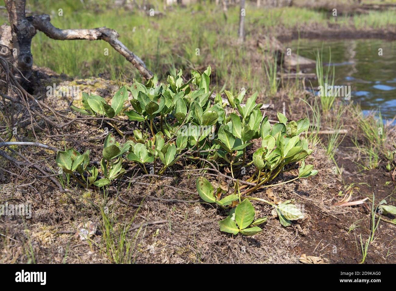Peat plant russia hi-res stock photography and images - Alamy