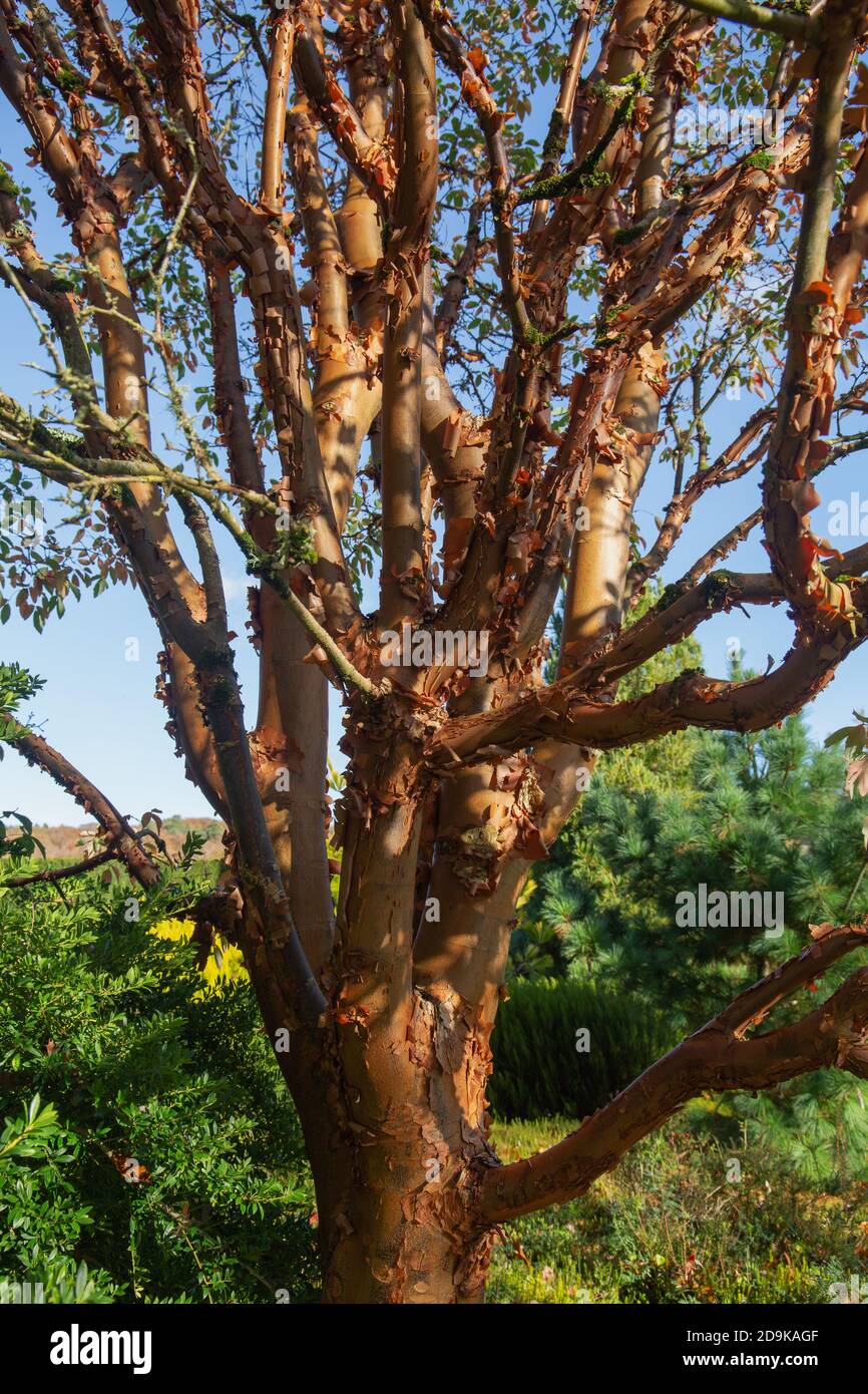 Acer Griseum, the japanese paperbark maple tree Stock Photo - Alamy