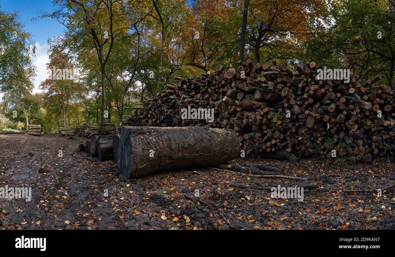 Panoramic photograph of log stacks in forest during conservation ...