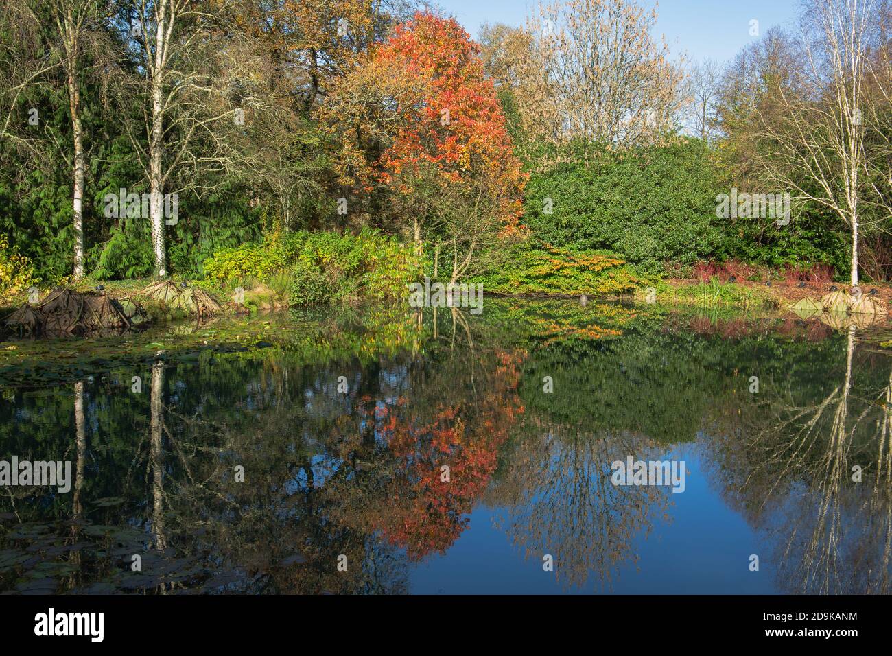 Autumn 2020, trees reflecting on sheet glass water at rhs rosemoor ...