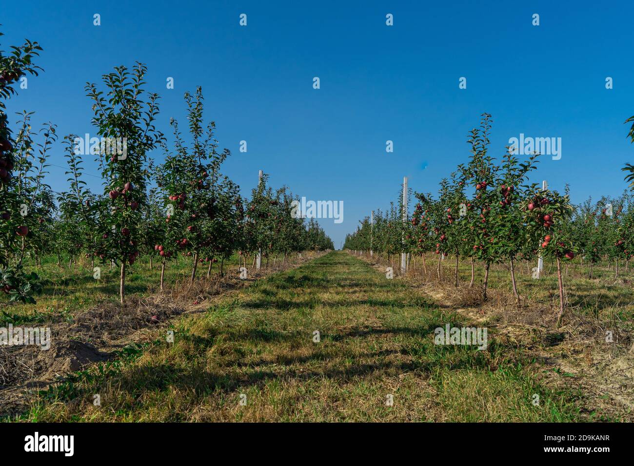Apple orchard juice production agriculture Stock Photo - Alamy