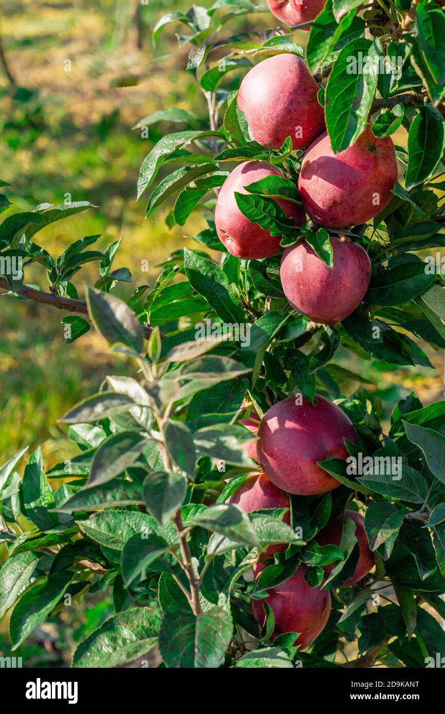 Apple orchard juice production harvest tree agriculture Stock Photo - Alamy