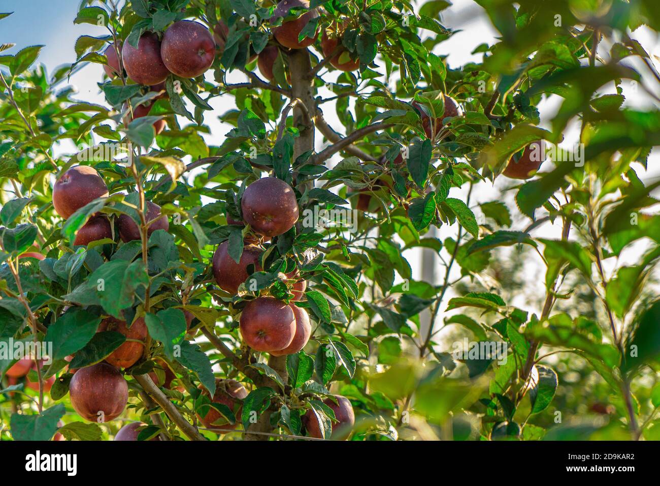 Apple orchard juice production harvest tree agriculture Stock Photo - Alamy