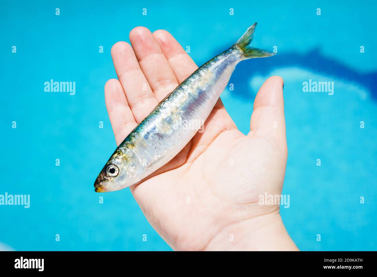 Closeup of a hand holding silver shining fish on blue water background ...