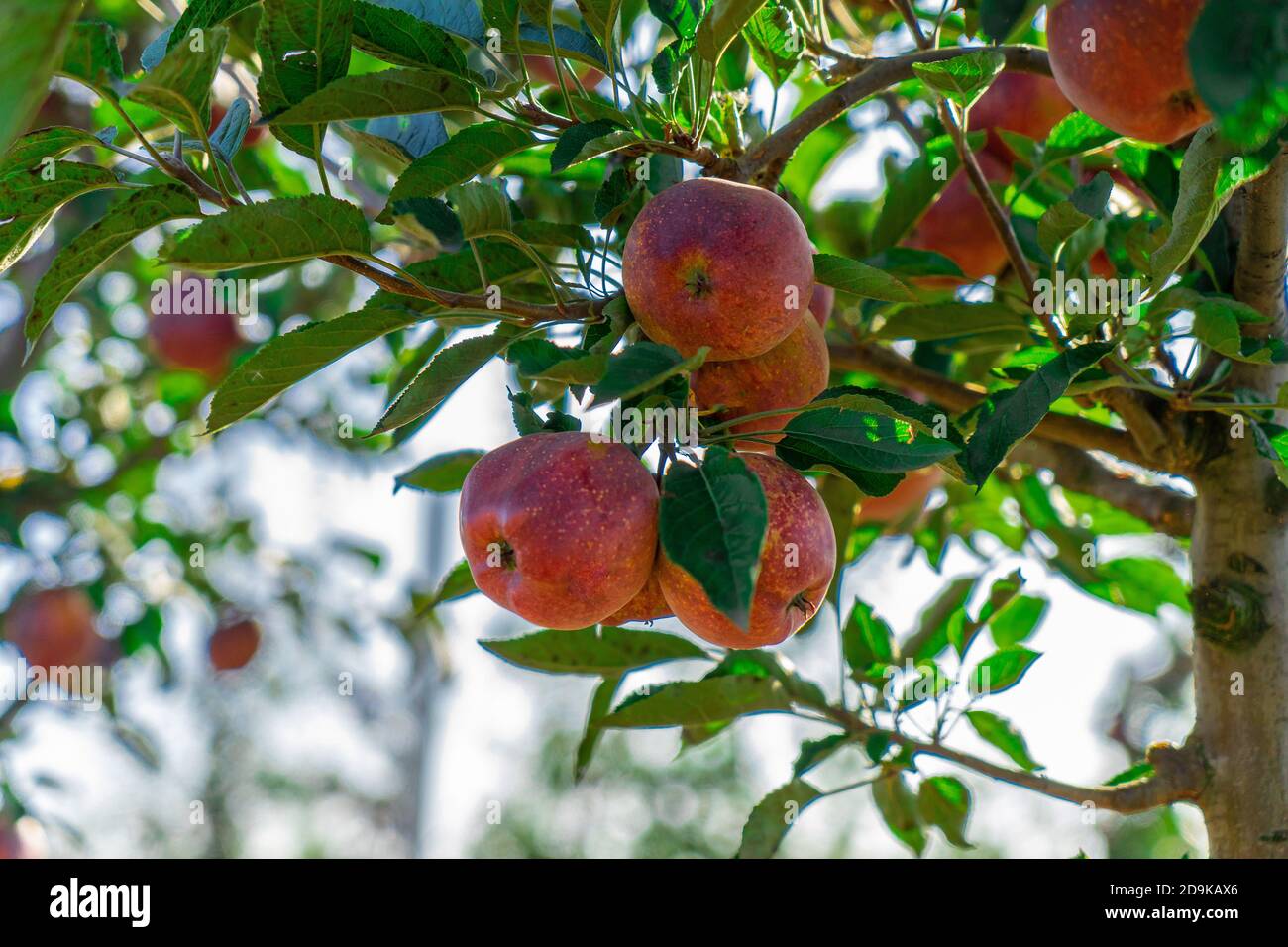 Apple orchard juice production harvest tree agriculture Stock Photo - Alamy
