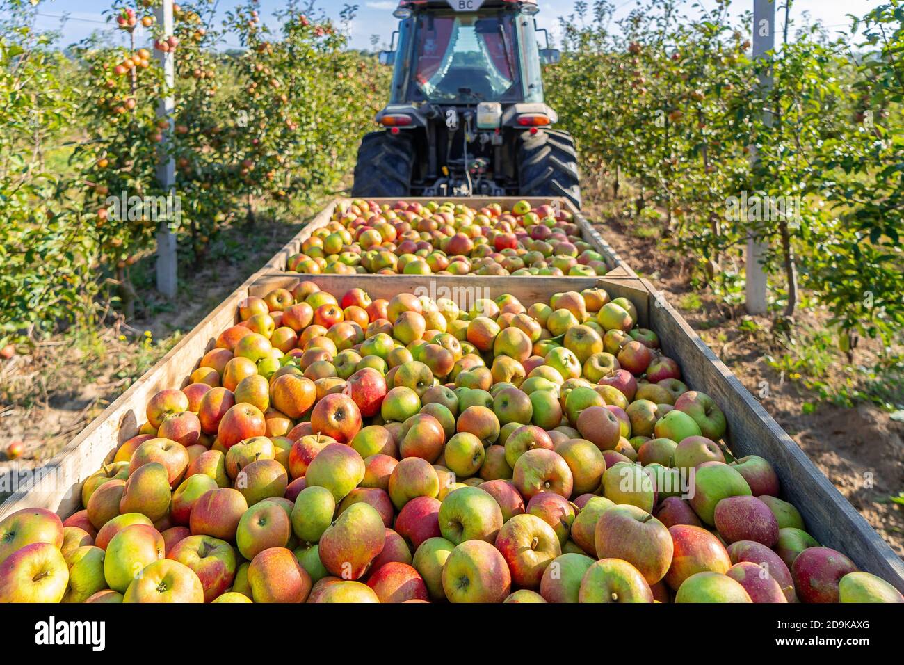 Apple orchard juice production harvest tree agriculture Stock Photo - Alamy