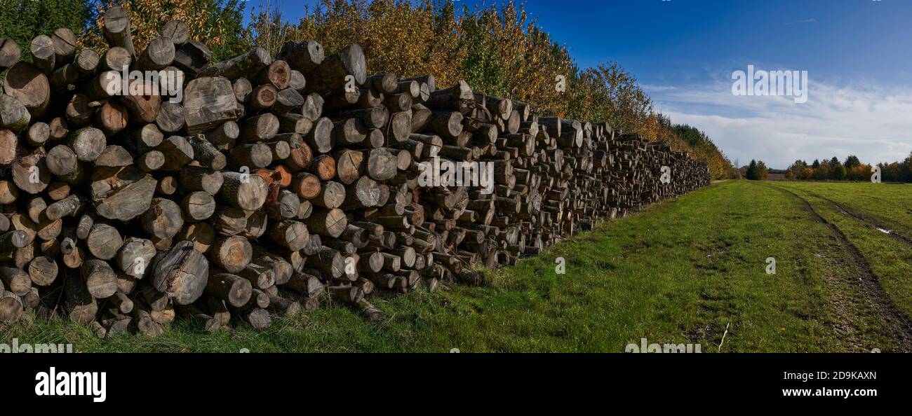 Panoramic photograph of log stacks in forest during conservation ...