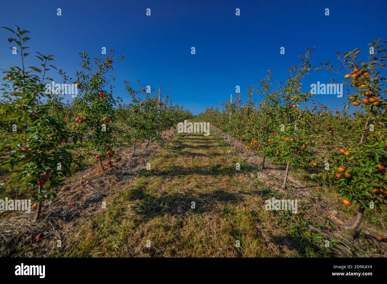 Apple orchard juice production harvest tree agriculture Stock Photo - Alamy
