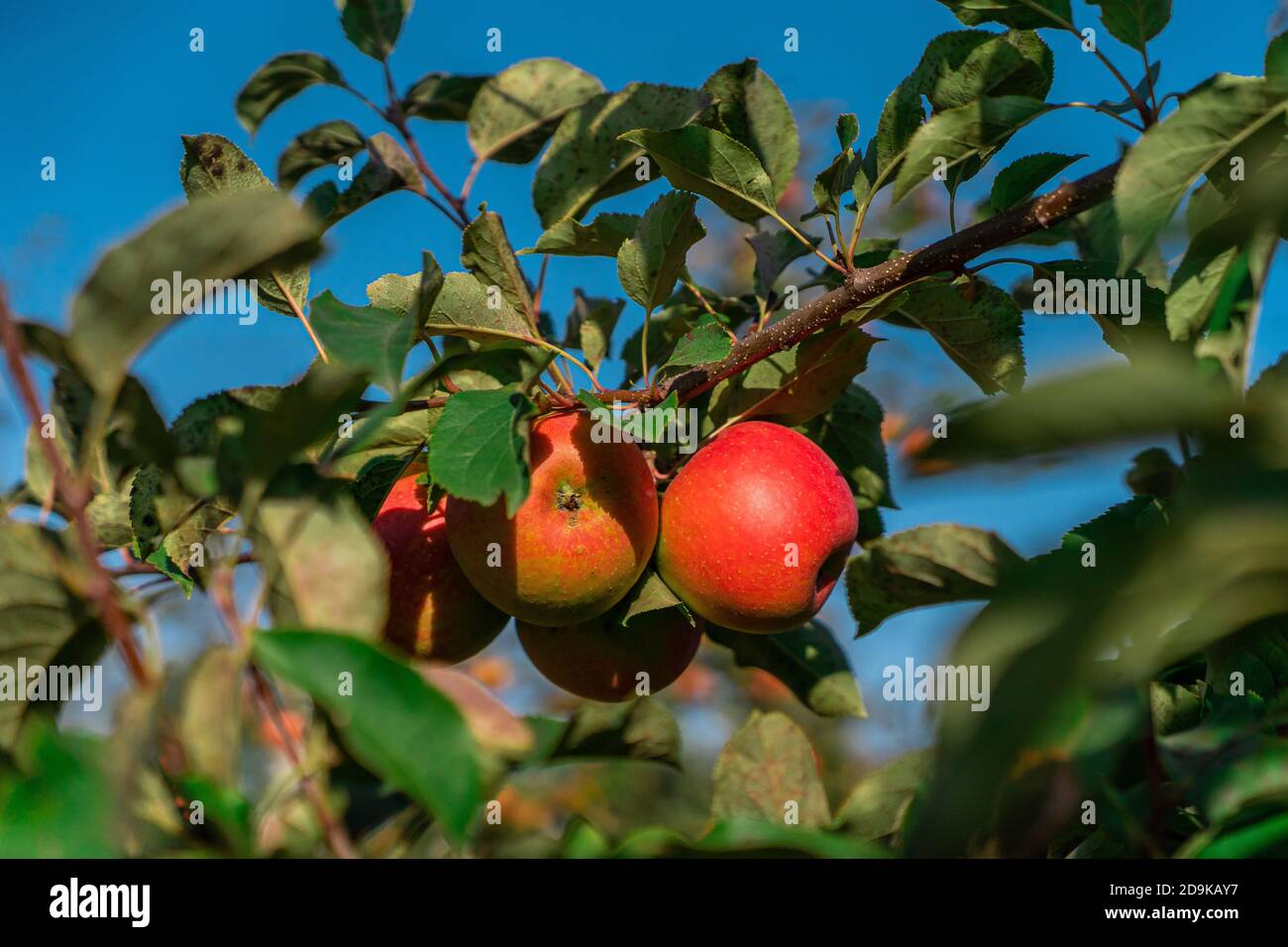 Apple orchard juice production harvest tree agriculture Stock Photo - Alamy