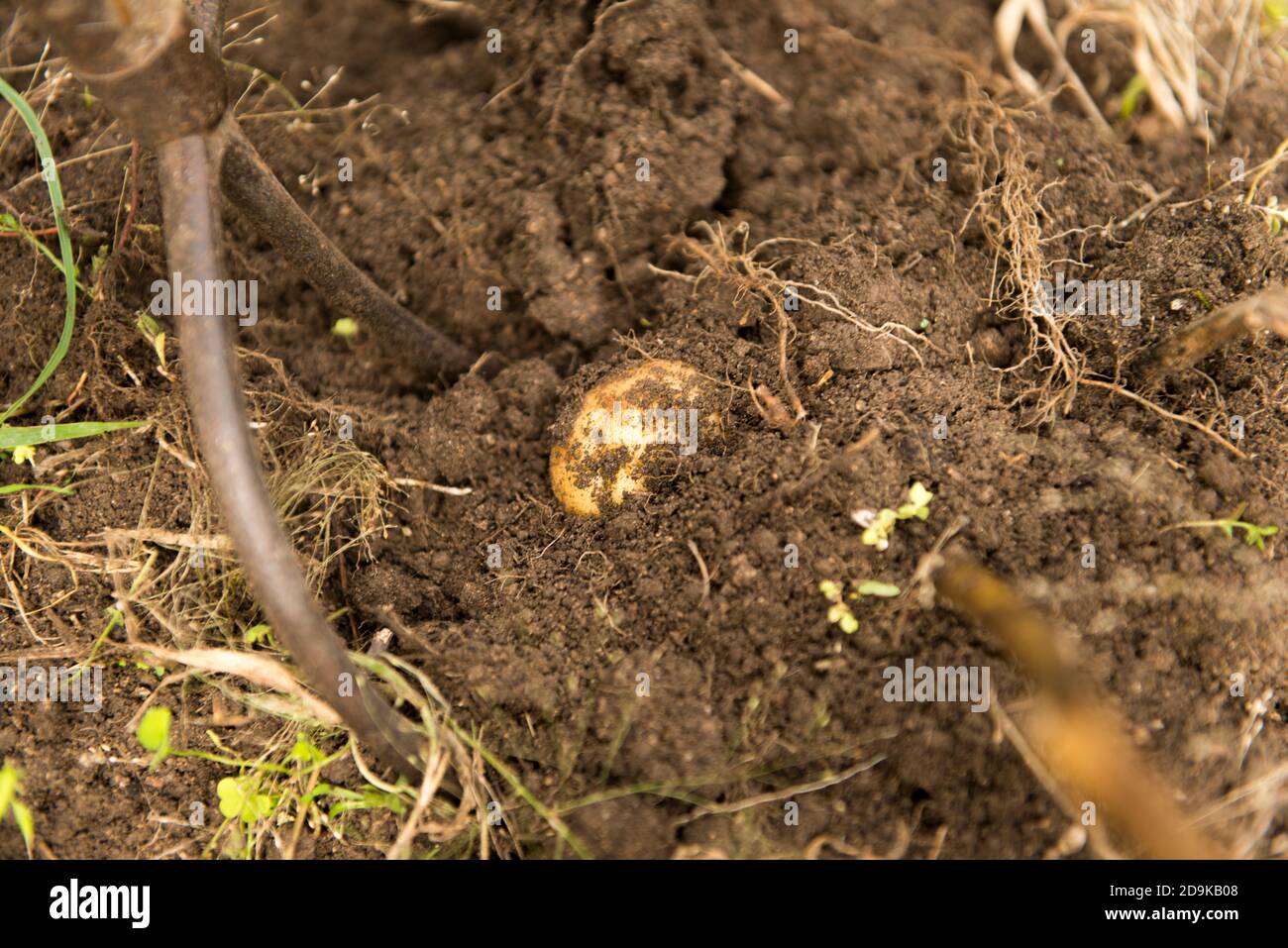 Potato harvest, potato in the ground, farm Stock Photo - Alamy
