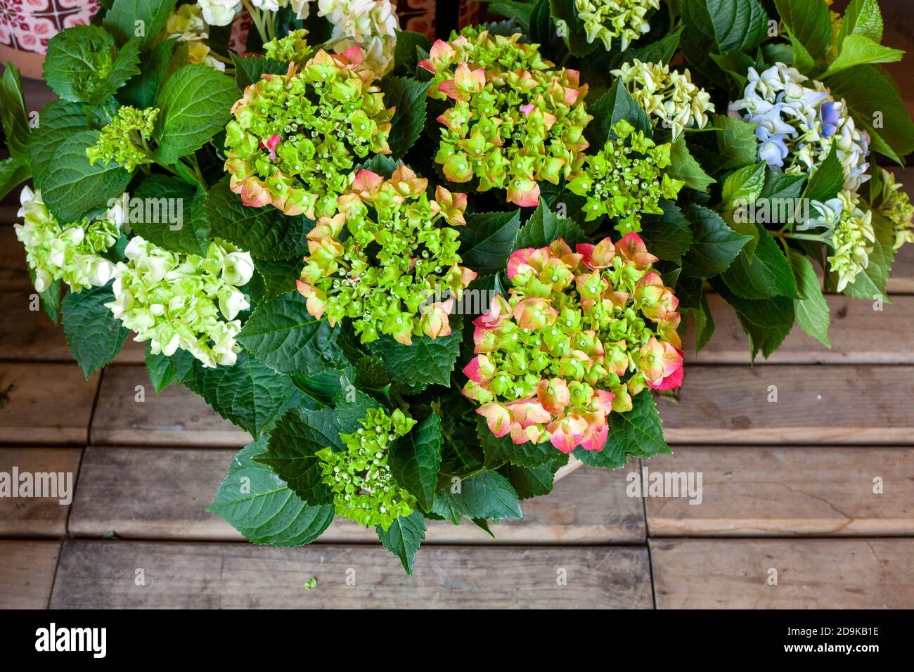 Hydrangeas basket hi-res stock photography and images - Alamy