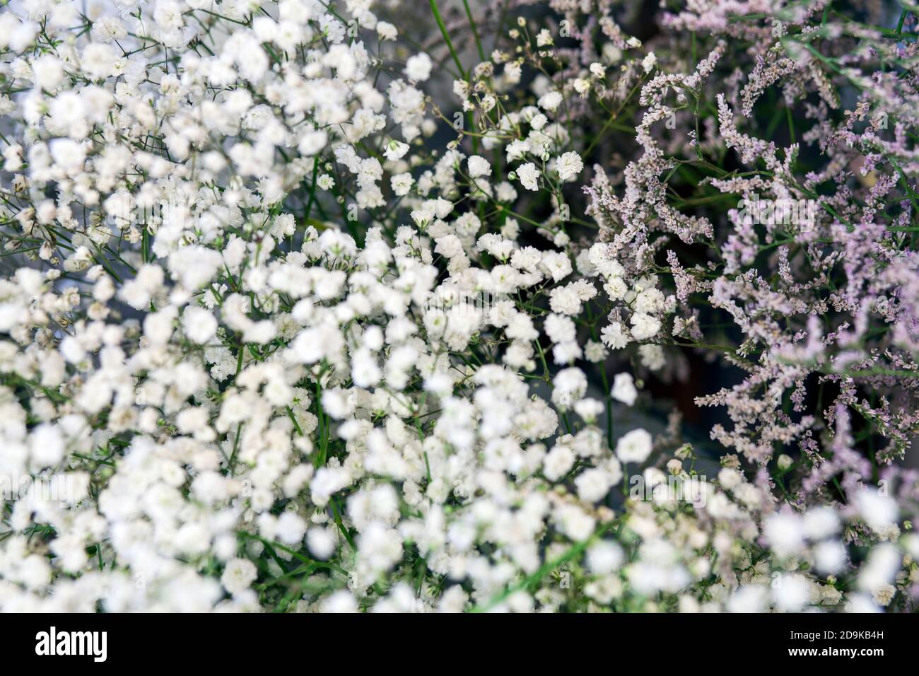 bridal cloud or white cloud flower Stock Photo - Alamy