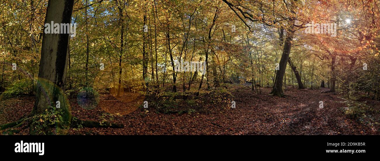 Panoramic photograph of back lit forest with elm and ash trees Stock ...