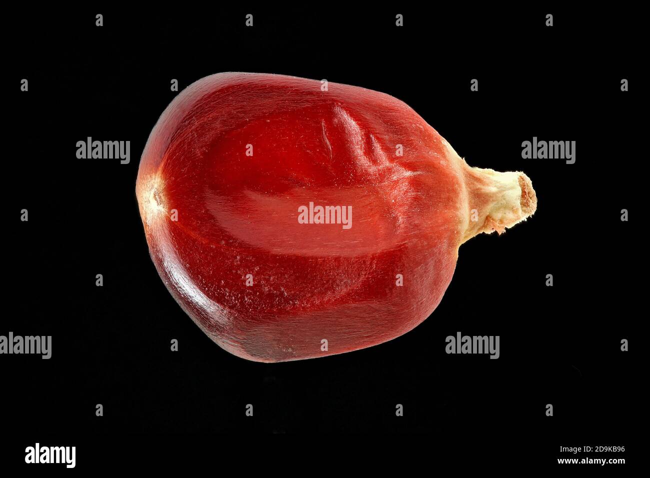 Maïs corn hi-res stock photography and images - Alamy