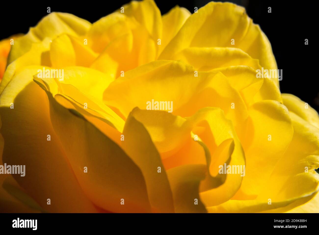 Beautiful light on the flower of a yellow standard rose in a garden in ...