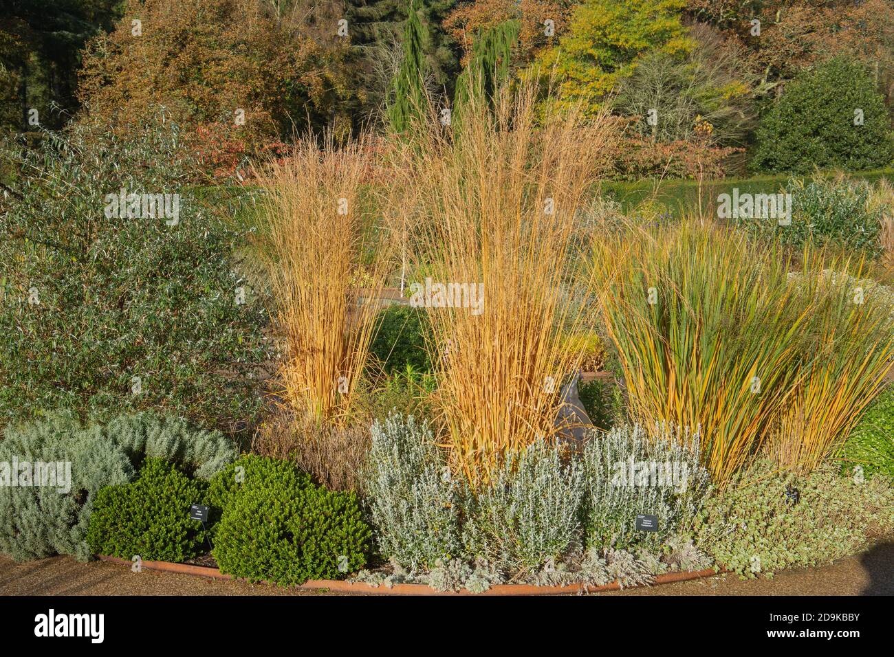 Molinia reed grass adding golden colour to the garden borders Stock ...