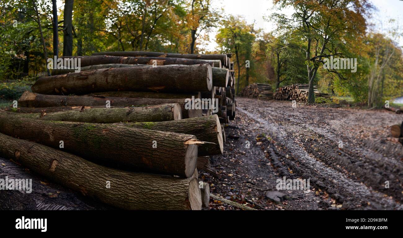 Panoramic photograph of log stacks in forest during conservation ...