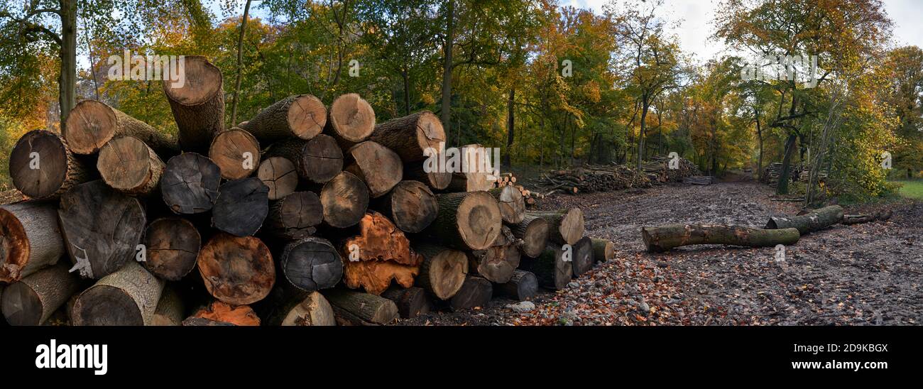 Panoramic photograph of log stacks in forest during conservation ...