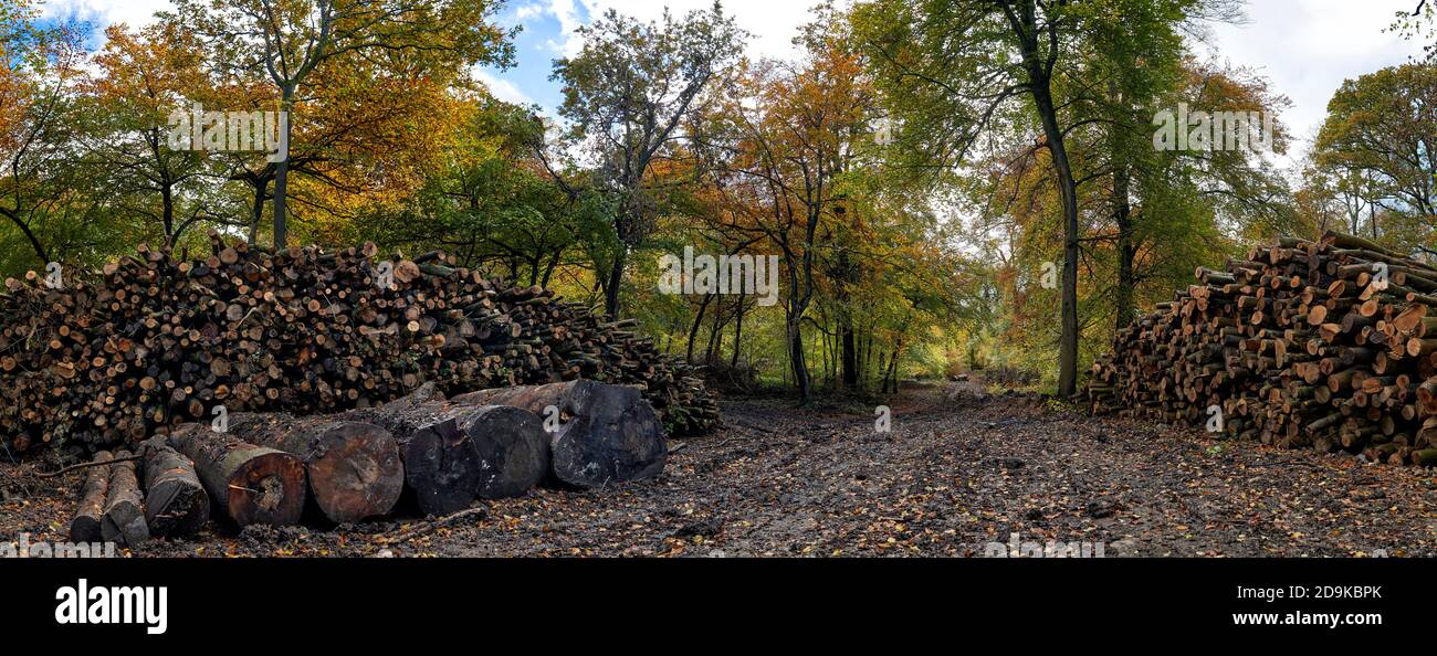 Panoramic photograph of log stacks in forest during conservation ...