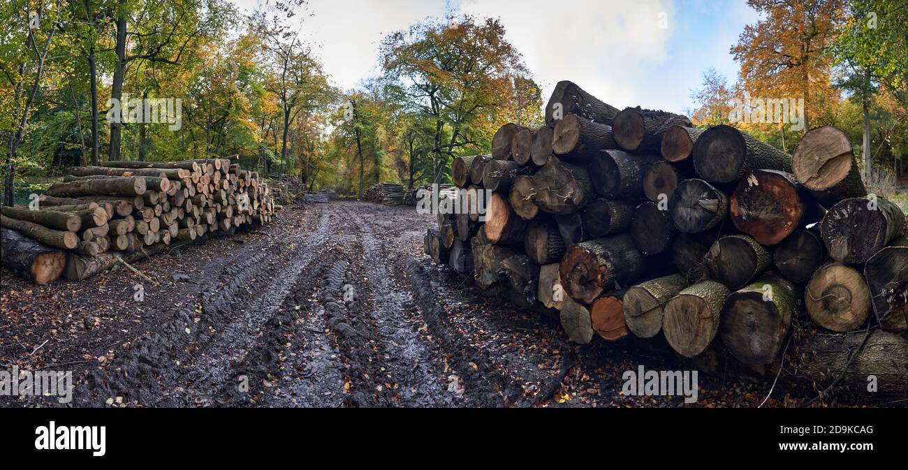 Panoramic photograph of log stacks in forest during conservation ...