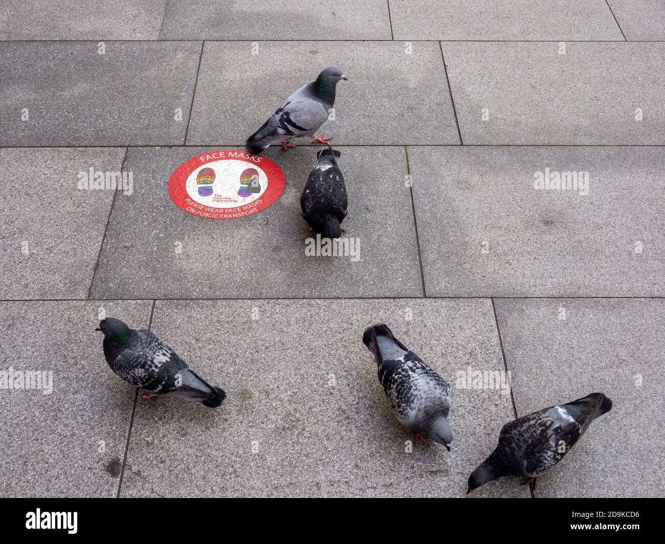Four pigeons on the pavement around a a sign reminding people to social ...