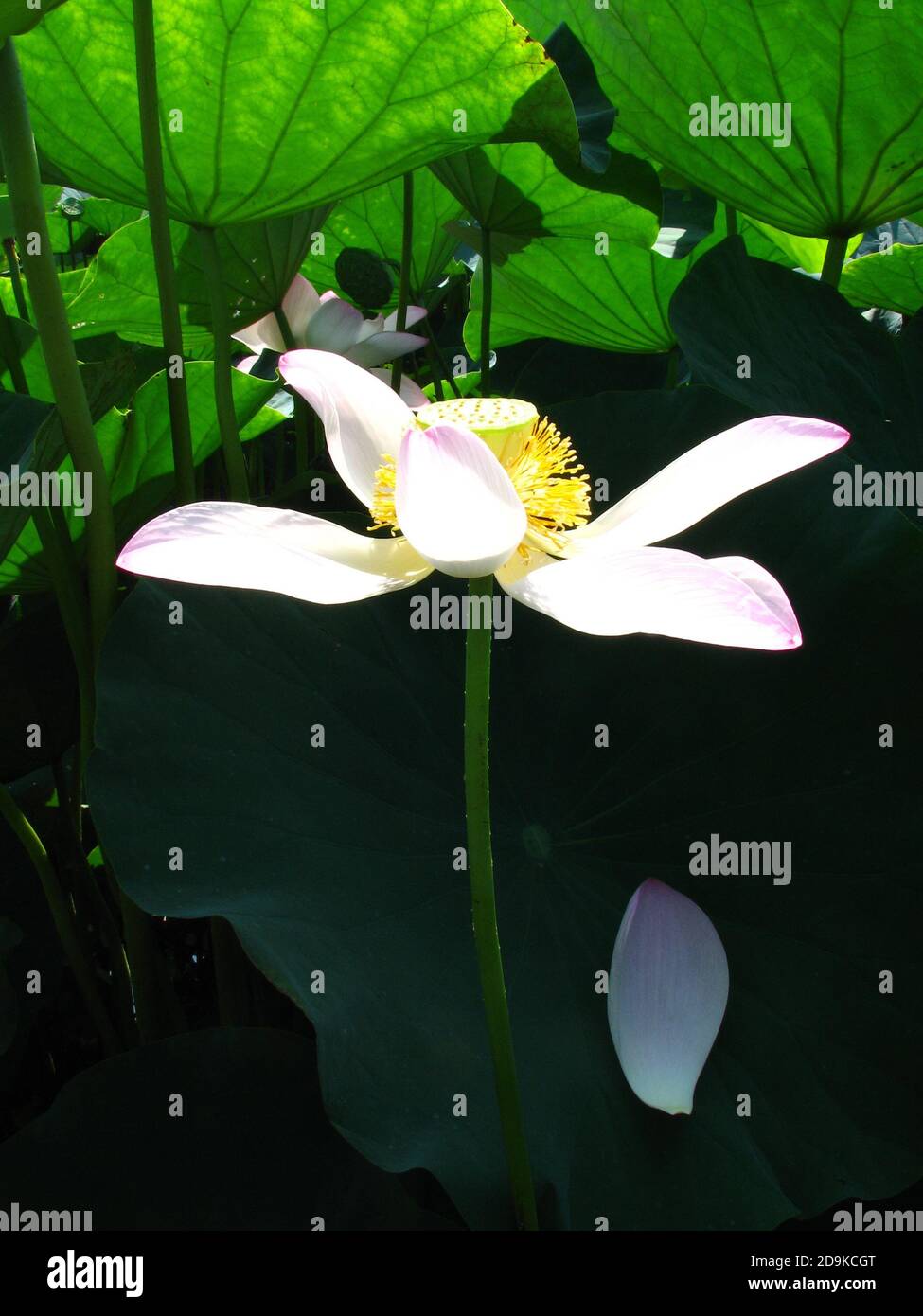 Vertical shot of a blooming lotus flower in the greenery Stock Photo ...