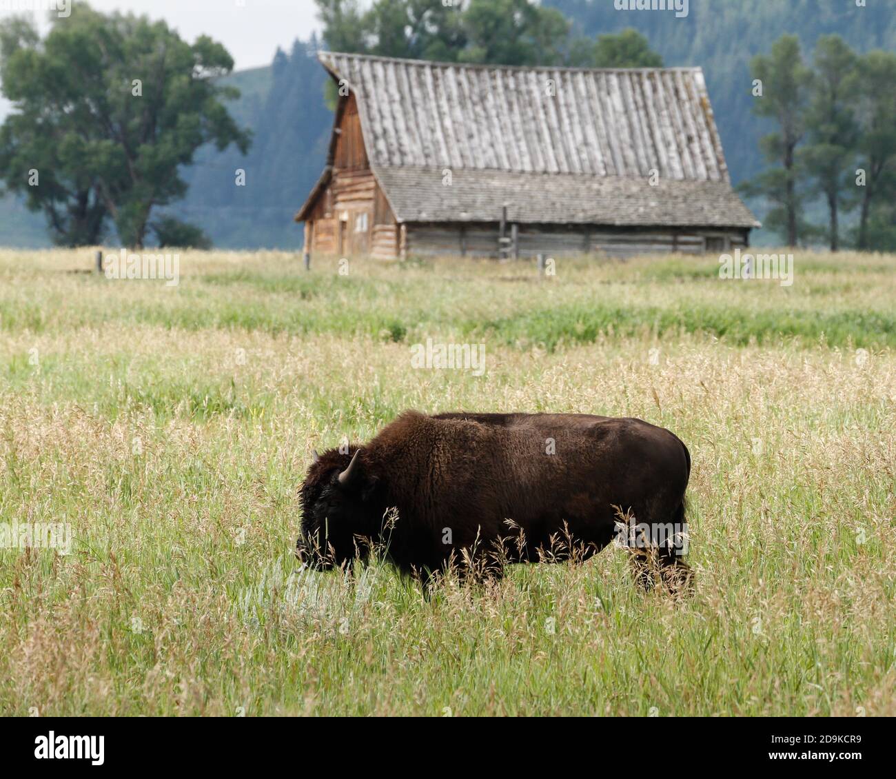 A young American Bison bull walking through the grassland in front of ...