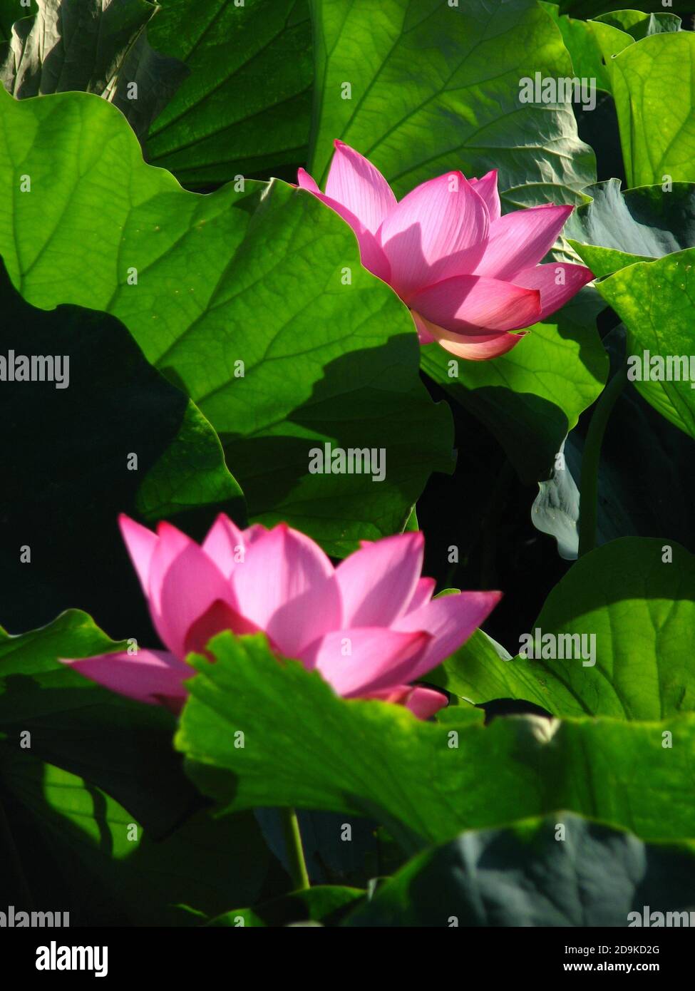 White lotuses hi-res stock photography and images - Alamy
