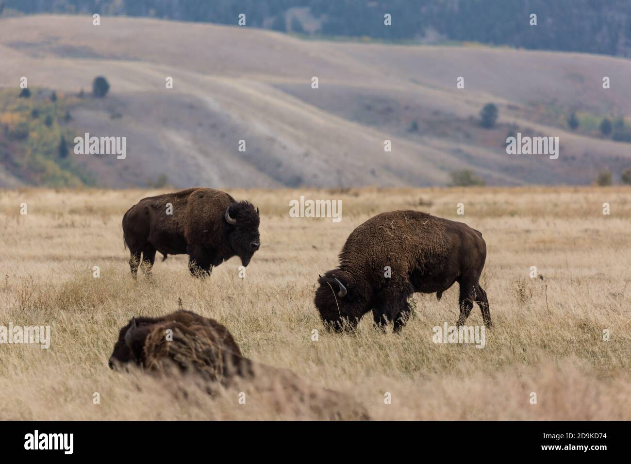 Mature aspen trees hi-res stock photography and images - Alamy
