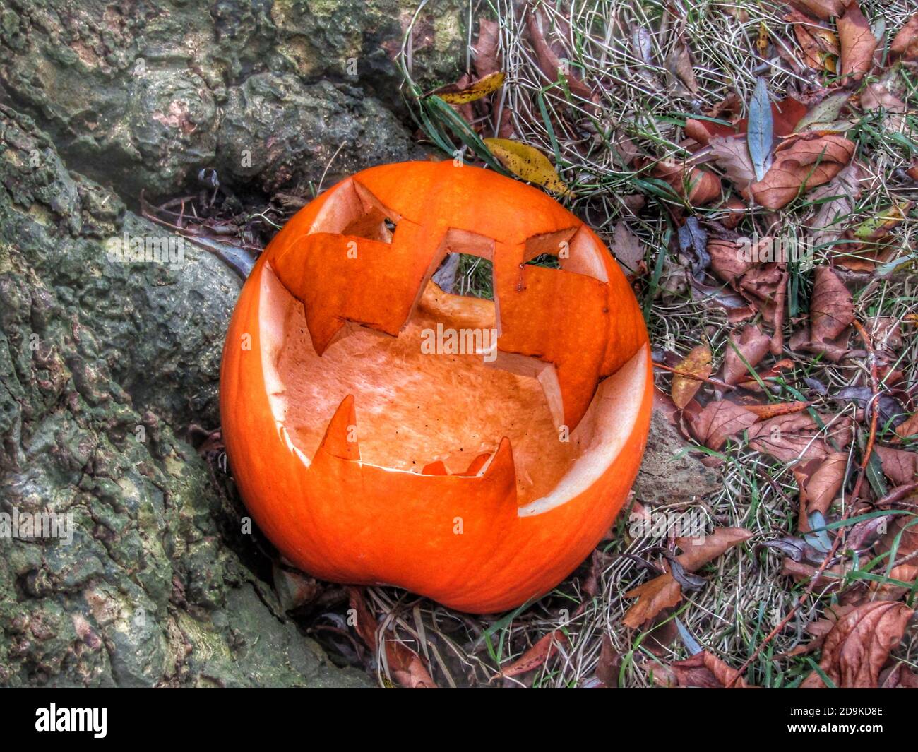 Oark trees hi-res stock photography and images - Alamy