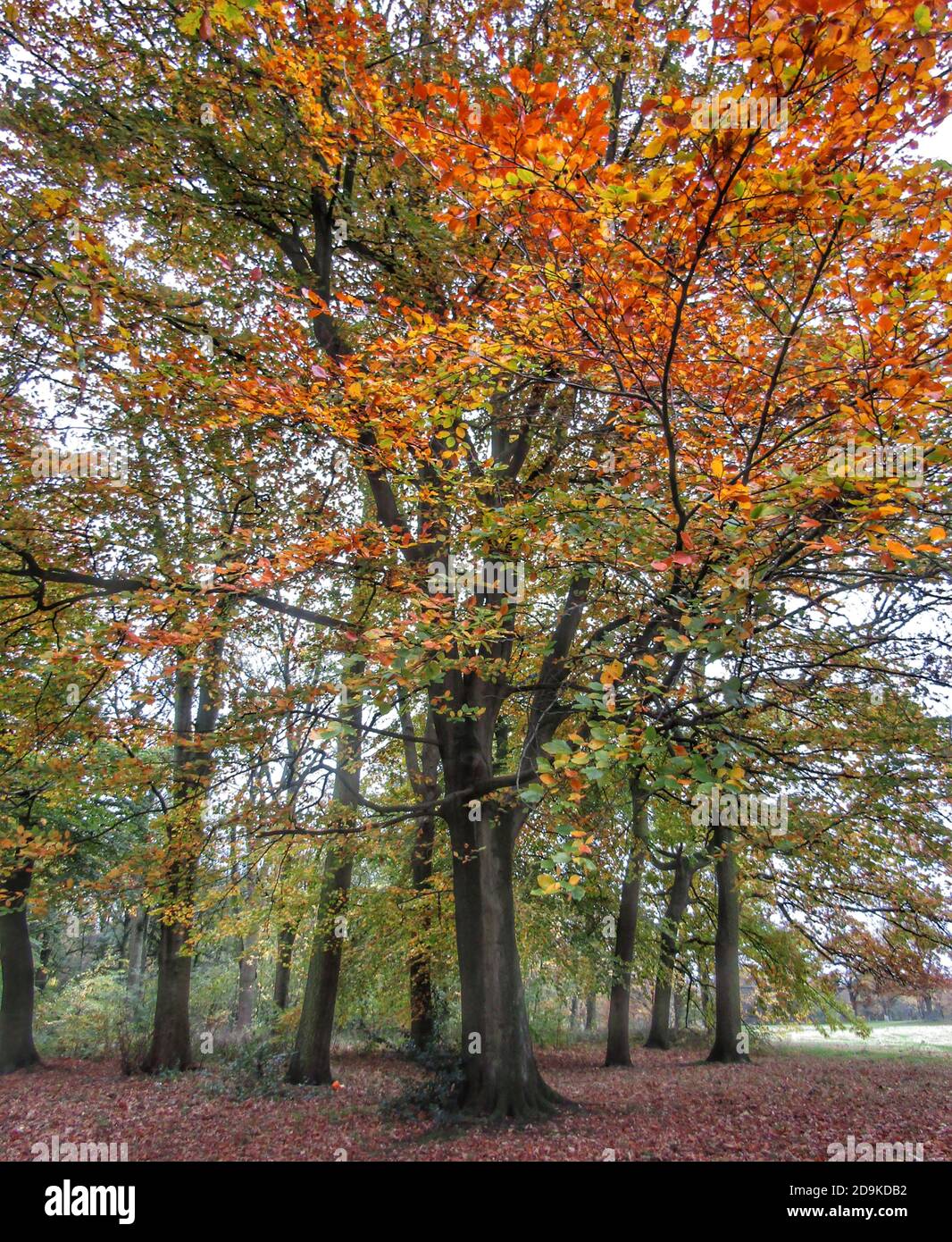 Oark trees hi-res stock photography and images - Alamy