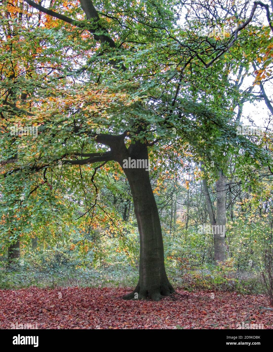 Oark trees hi-res stock photography and images - Alamy