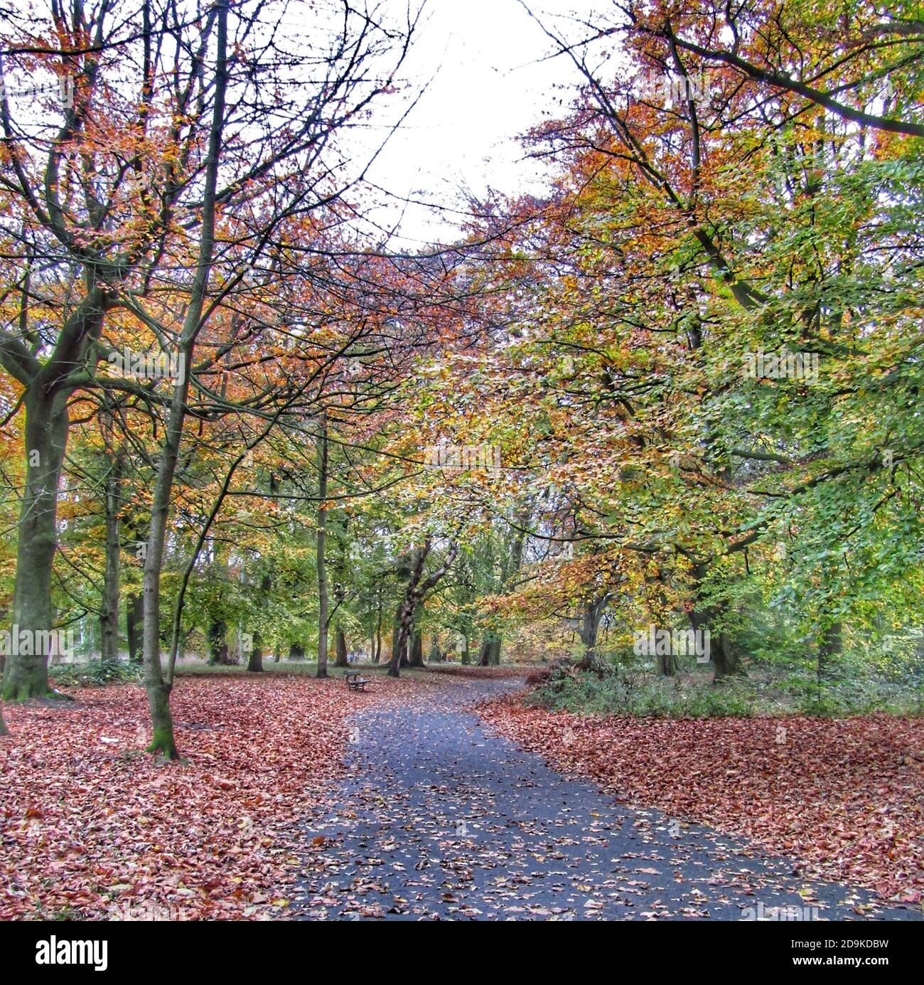 Oark trees hi-res stock photography and images - Alamy