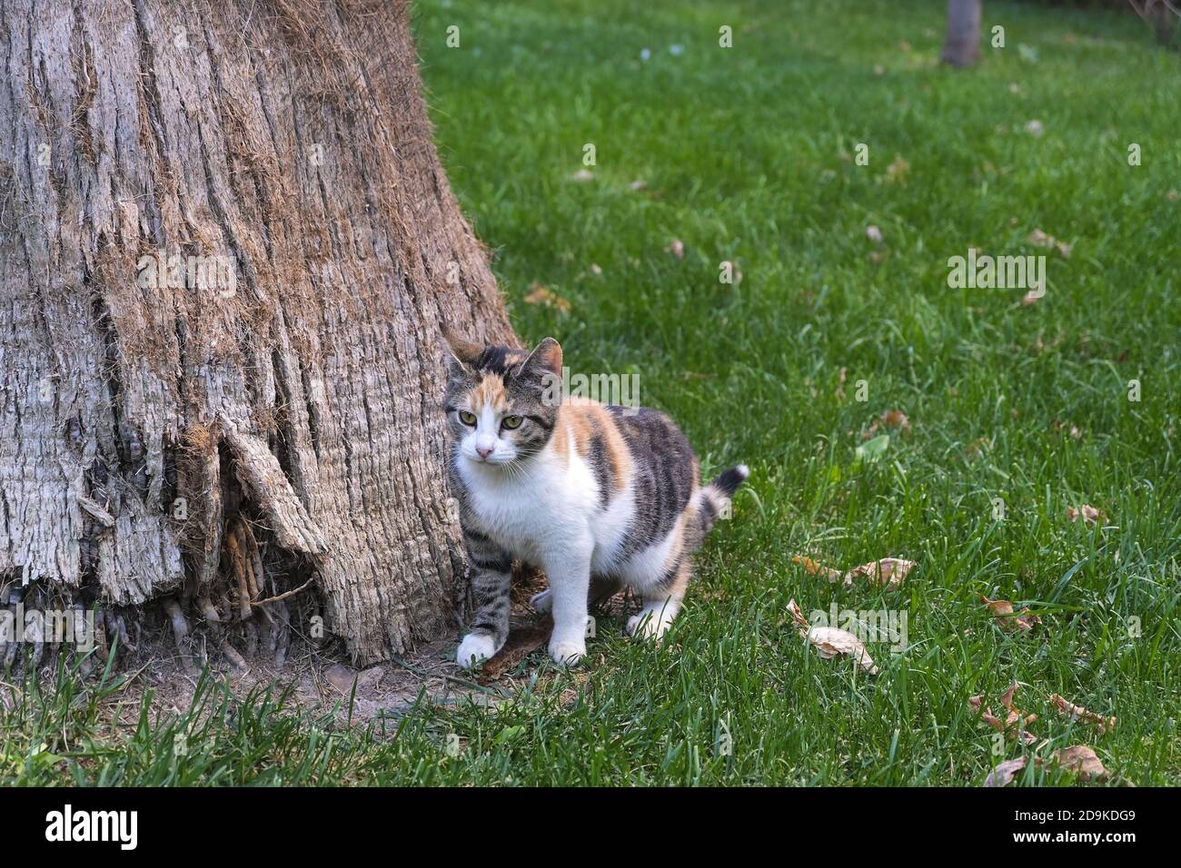 Multi cats hi-res stock photography and images - Alamy