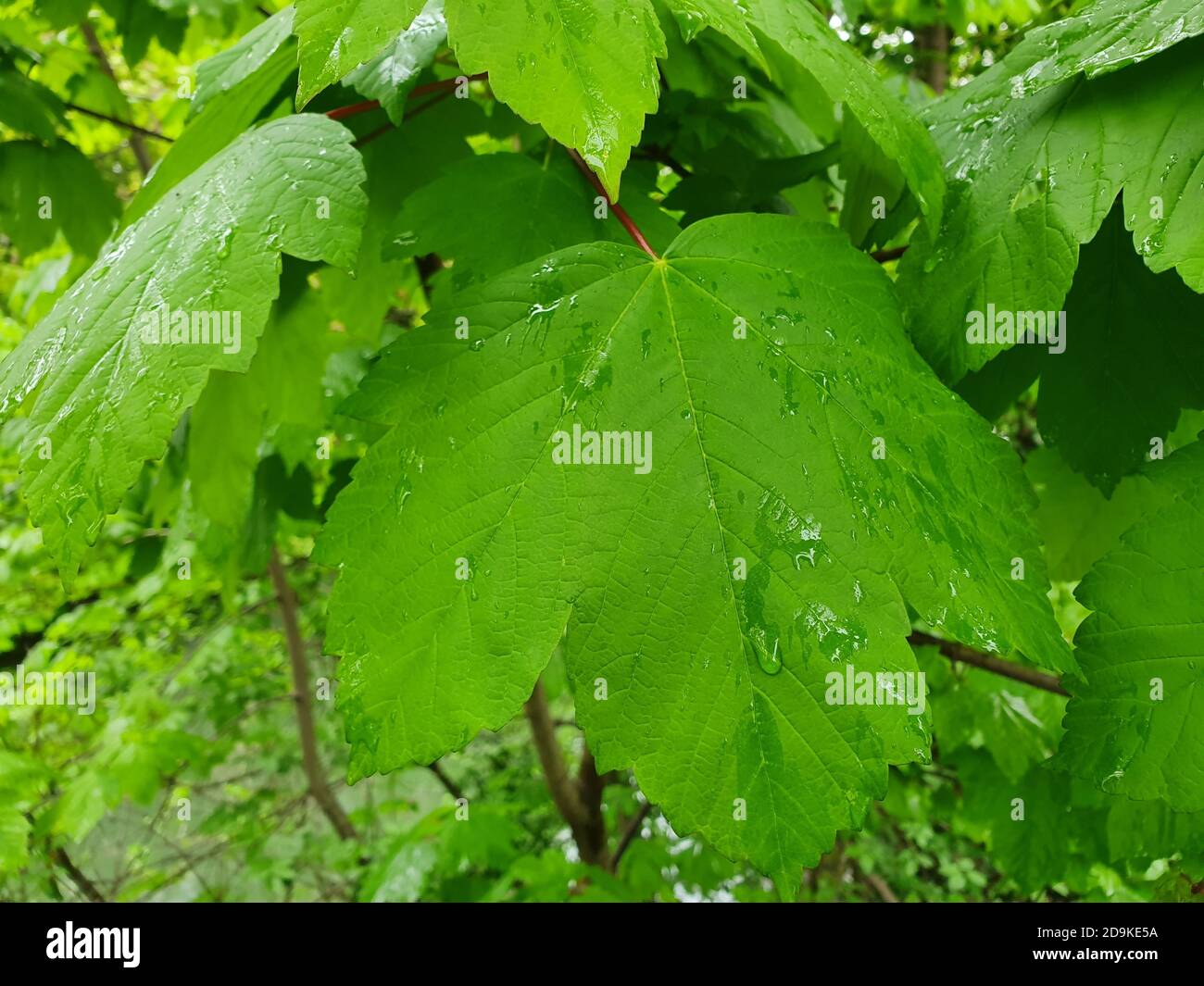 Closeup shot of tree leaves in the forest Stock Photo - Alamy