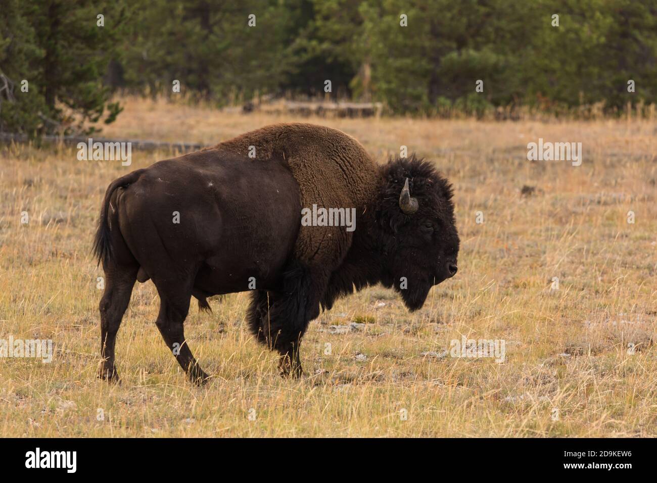 An American Bison bull in Yellowstone National Park in Wyoming, USA ...