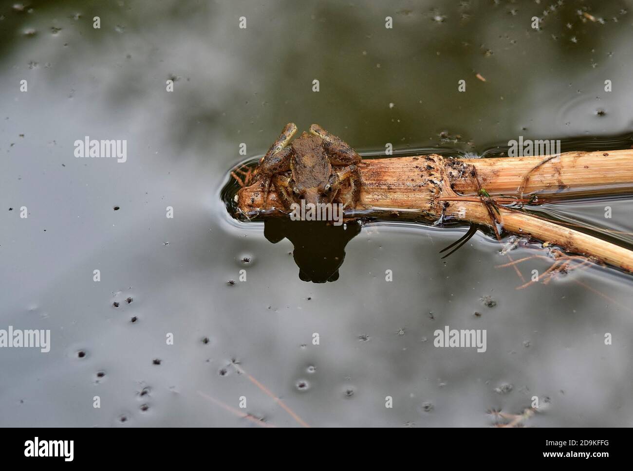 Mediterranean Painted Frog resting on a bamboo stick floating in a ...