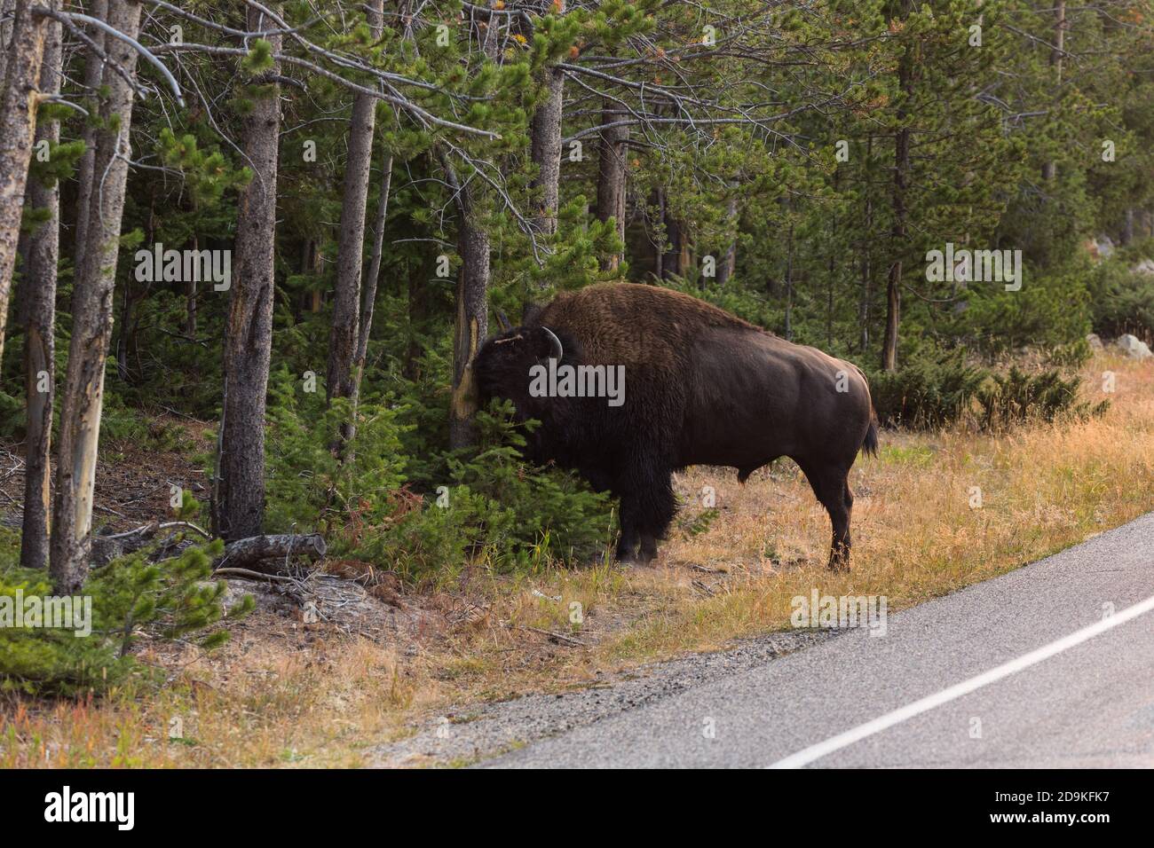 Horns jon fuller photography naturephoto hi-res stock photography and ...