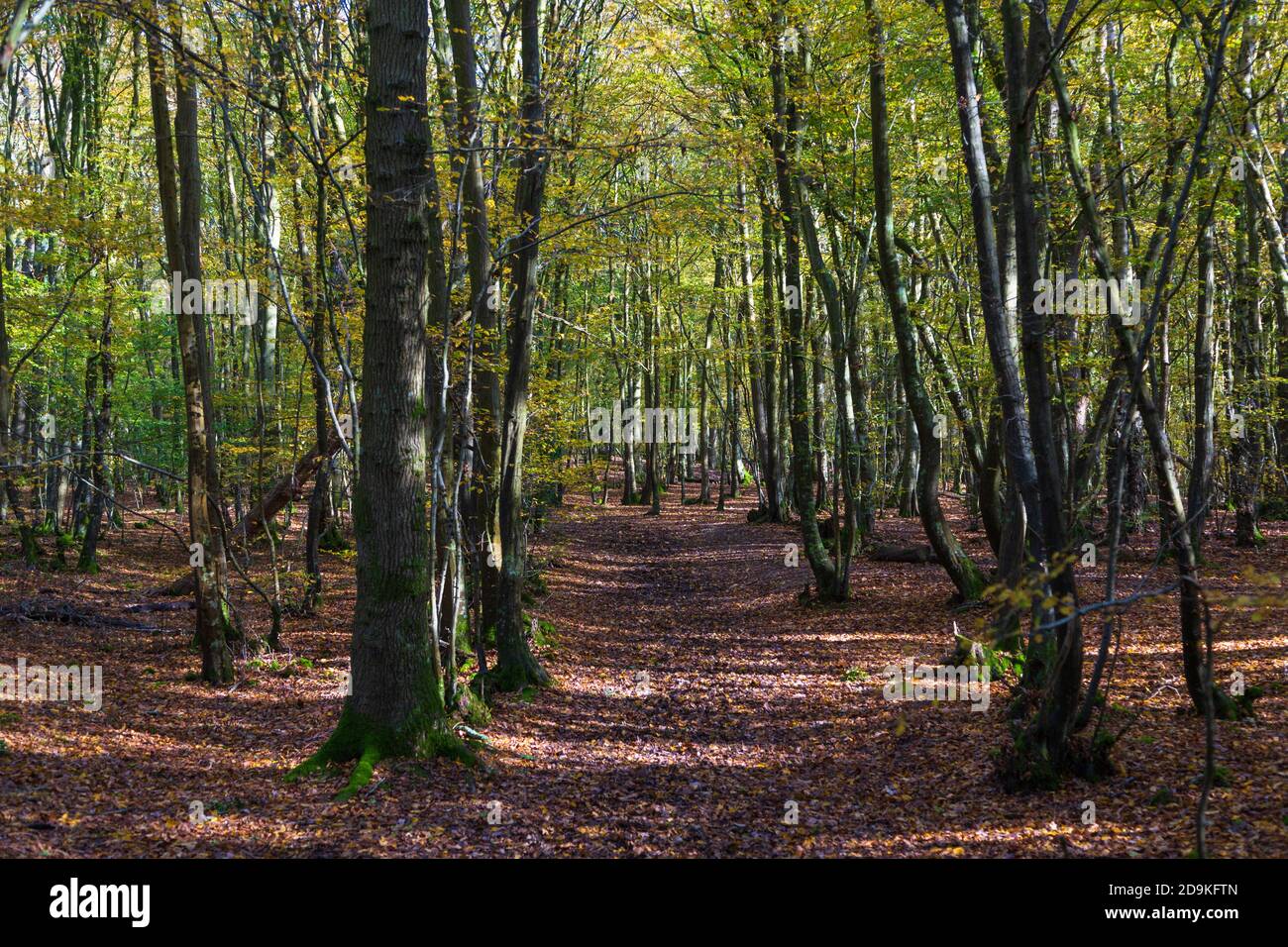 Ham street woods national nature reserve hi-res stock photography and ...