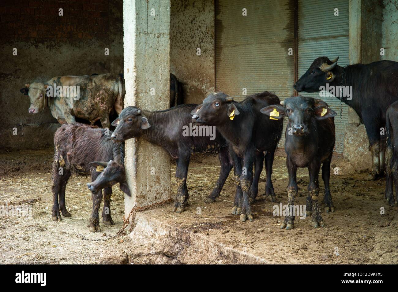 View of young calves in the shed in a ranch Stock Photo - Alamy