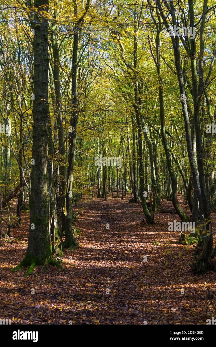 Hamstreet woods national nature reserve, hamstreet, ashford, kent, uk ...